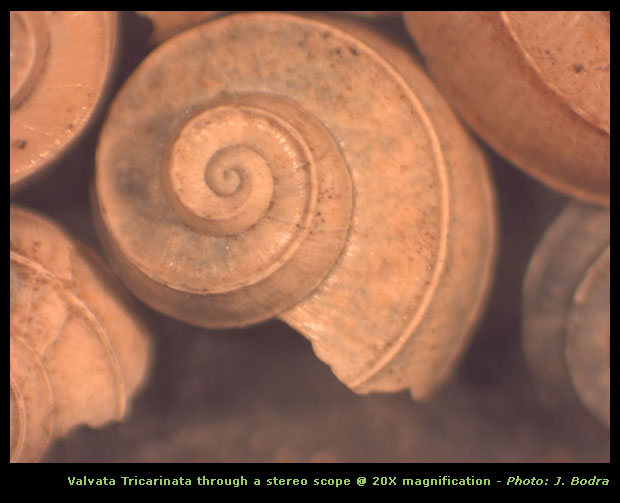 Freshwater Mollusks Conservation Society