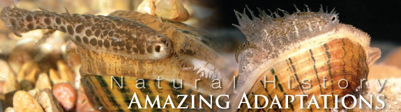 FMCS - Freshwater Mussels