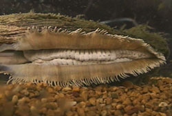 FMCS - Freshwater Mussels