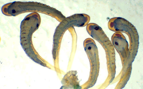 FMCS - Freshwater Mussels